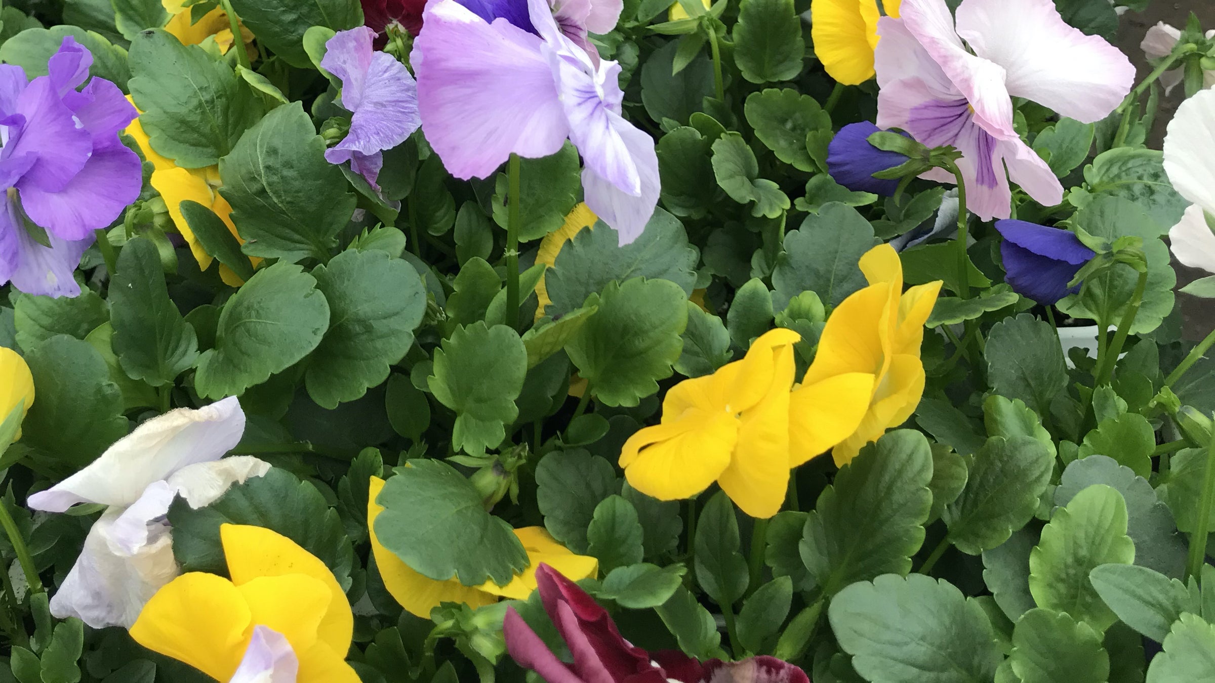 About | Heights Flowers