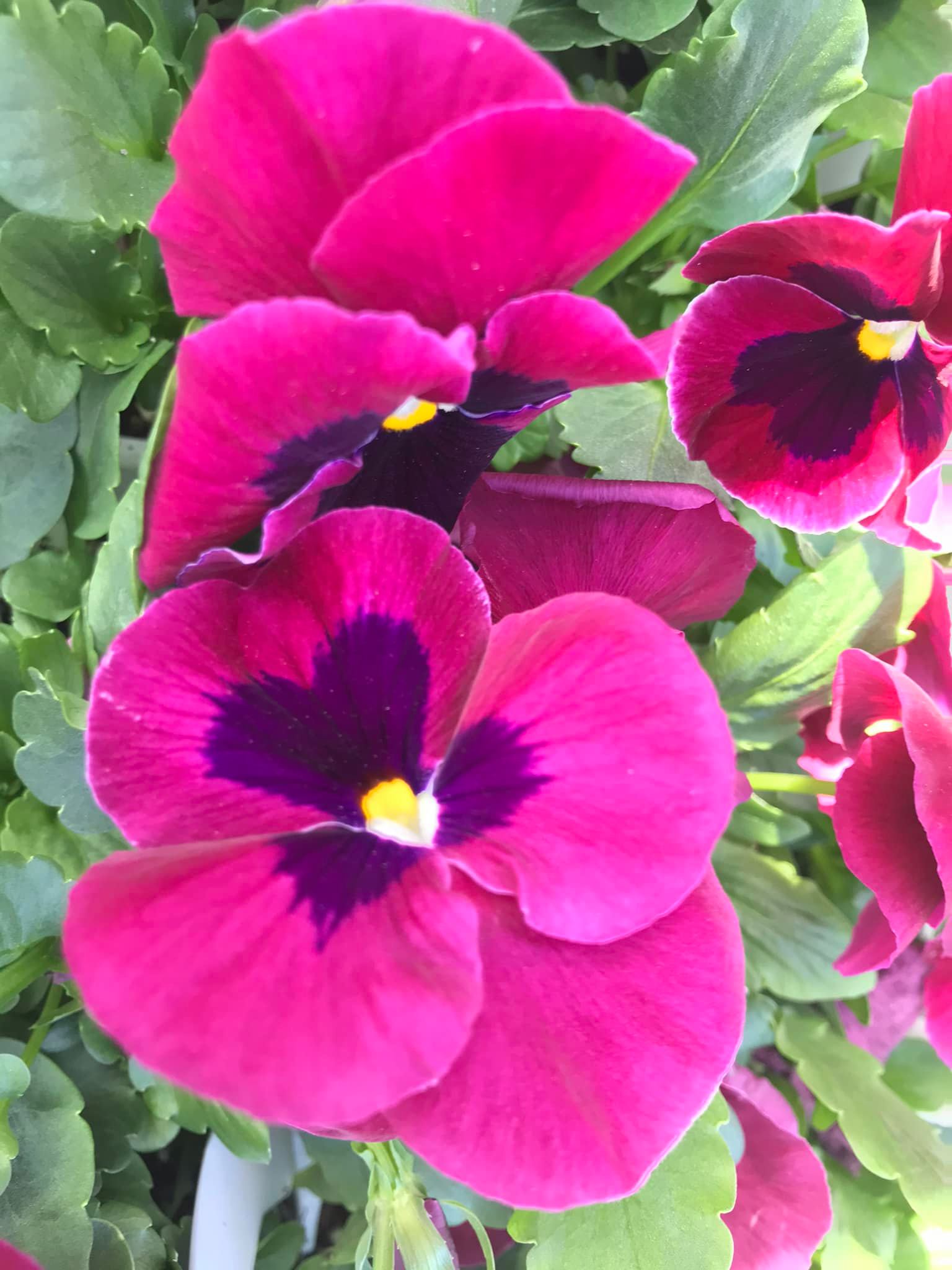 Flowers Peoria Heights Illinois | Best Flower Site